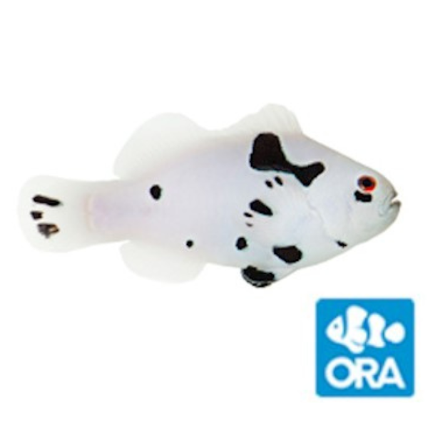 Oceans Garden Aquaculture ORA Hybrid Storm Clownfish Captive Bred