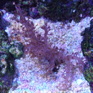 Oceans Garden Aquaculture OGA Nepthea Tree Coral