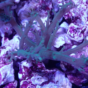Oceans Garden Aquaculture OGA Rasta Nepthea Tree Coral
