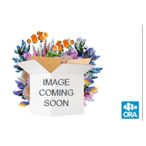 Buy ORA Flurry Clownfish – Designer Captive-Bred Fish