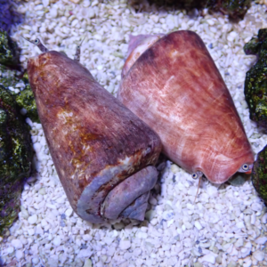 Oceans Garden Aquaculture Strawberry Conch