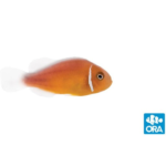 ORA Pink Skunk Clownfish – Captive-Bred Reef Safe Fish