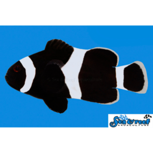 Oceans Garden Aquaculture S&R Darwin Clownfish- Captive Bred