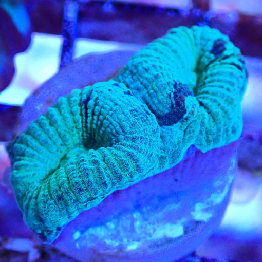 Oceans Garden Aquaculture OGA Bottled Lightning Gonastrea - Limit 1 Special