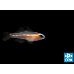 ORA Masked Goby Captive-Bred | Peaceful Reef Safe Goby