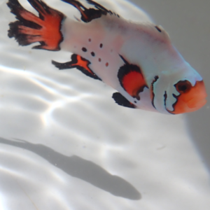 ORA LongFin Clownfish Captive-Bred | Reef Safe & Hardy