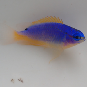 Oceans Garden Aquaculture ORA Neon Damsel Captive-Bred