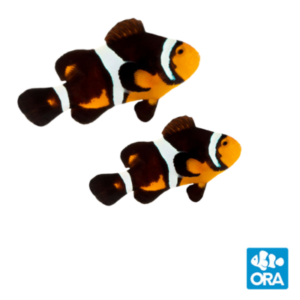ORA Fancy Ocellaris Clownfish Pair - Captive-Bred For Sale