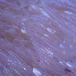Oceans Garden Aquaculture OGA Big Hand Anthelia Coral